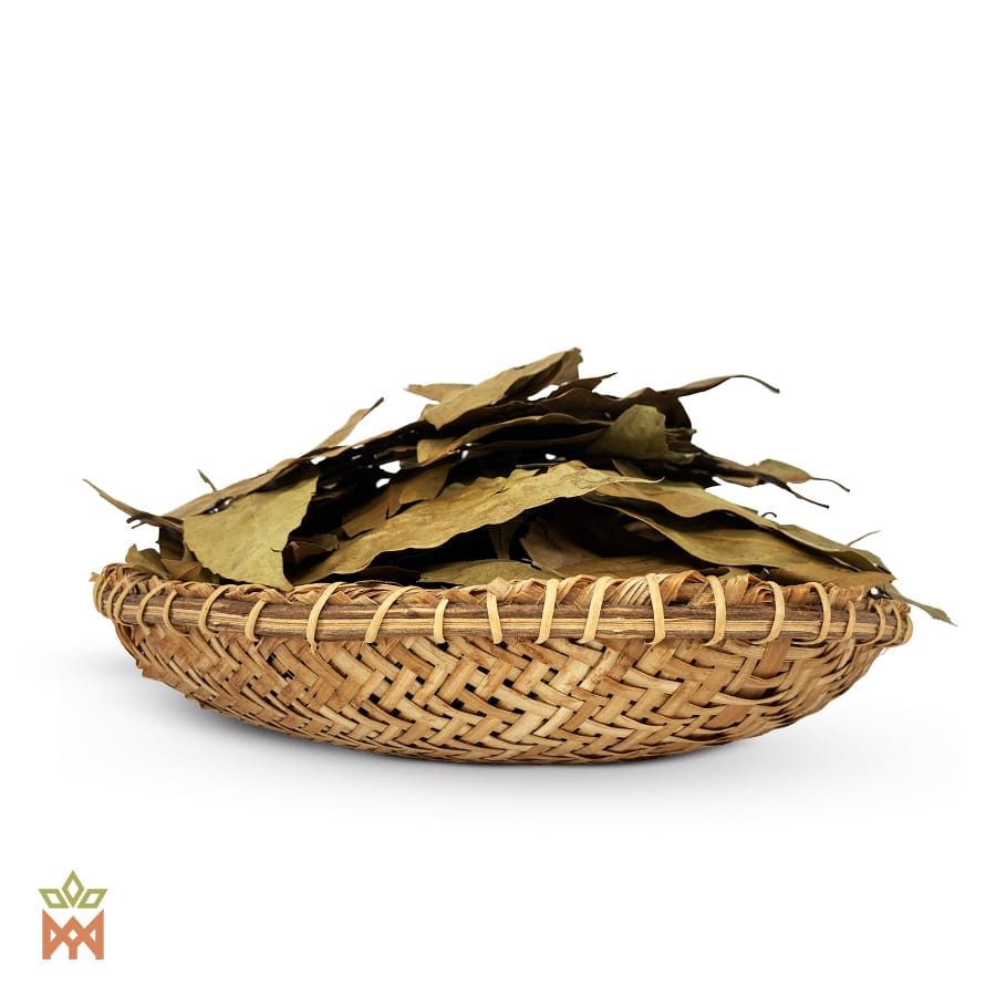 Ishpingo | Ocotea Quixos | Hojas enteras de Perú