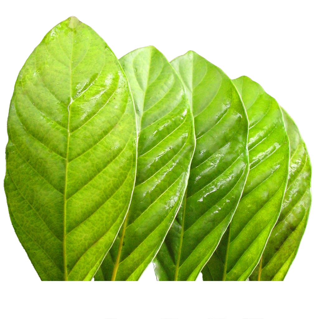 Chacruna | MAYA Ethnobotanicals