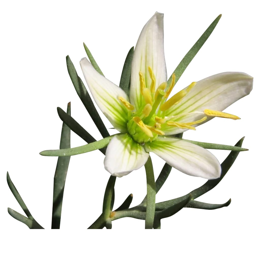 Syrian Rue | MAYA Ethnobotanicals