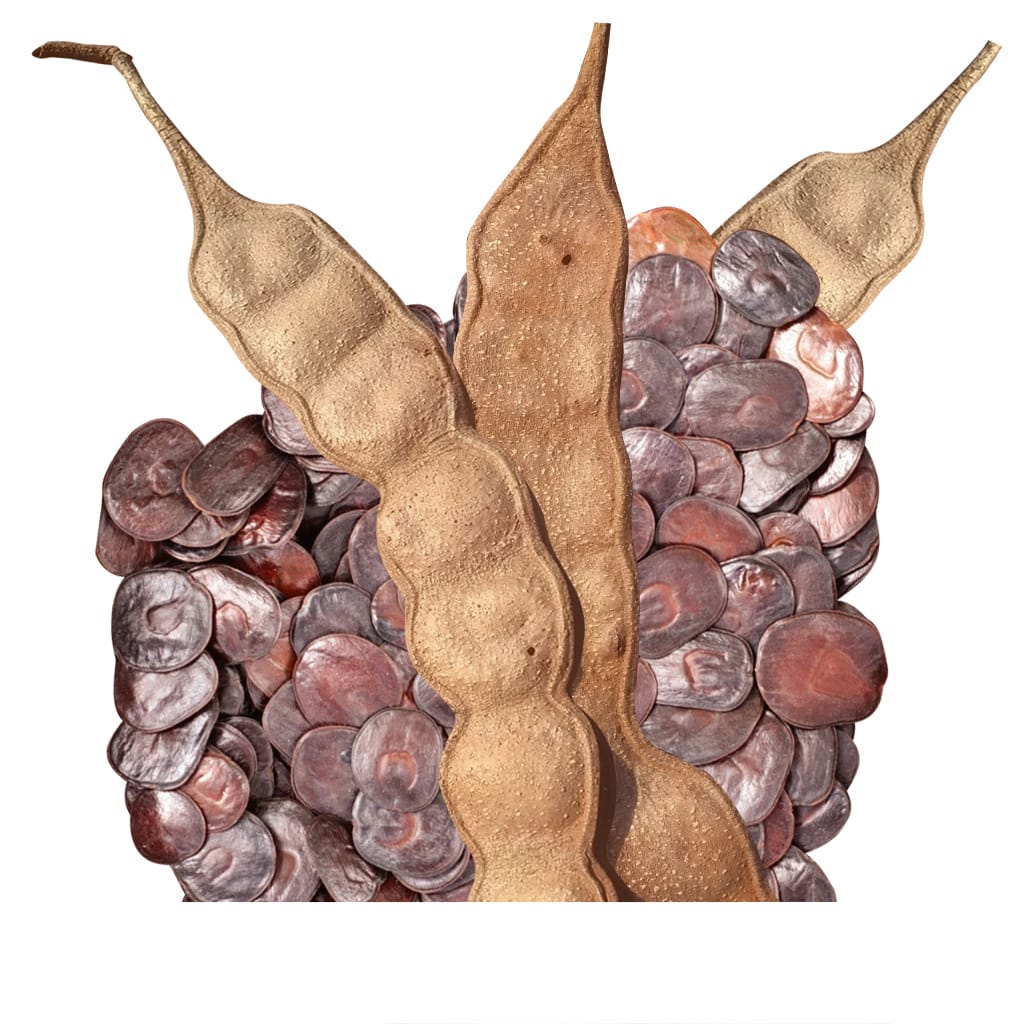 Yopo | MAYA Ethnobotanicals