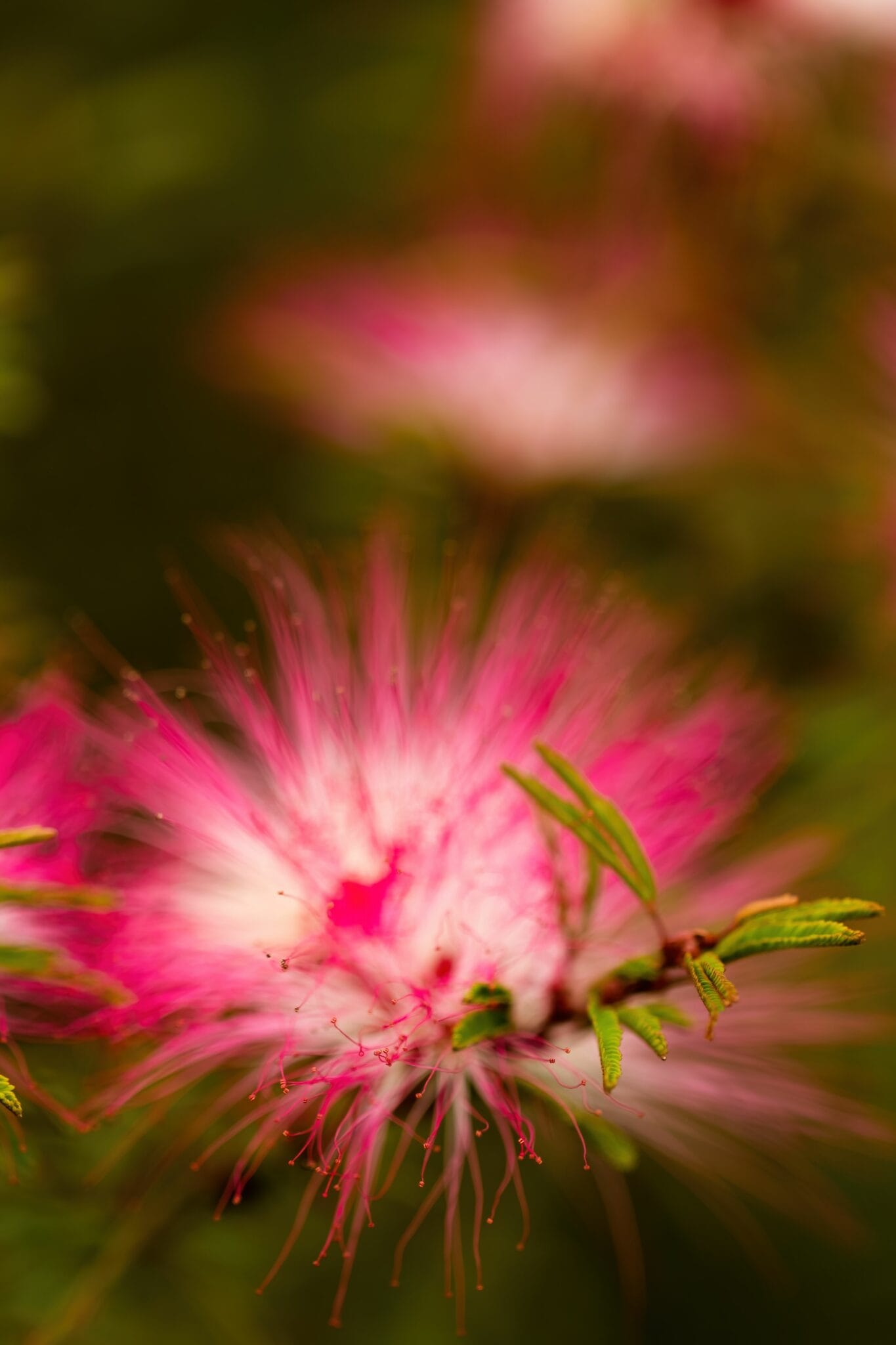 Tintura de Bobinsana | Calliandra angustifolia | 10ml Extracto